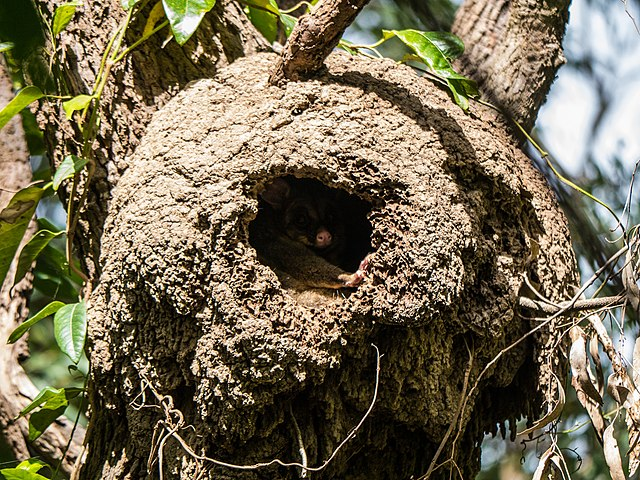 7 surprising facts you should know about possum framing – Framing ...