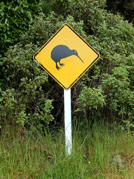 7 surprising facts you should know about possum framing – Framing ...